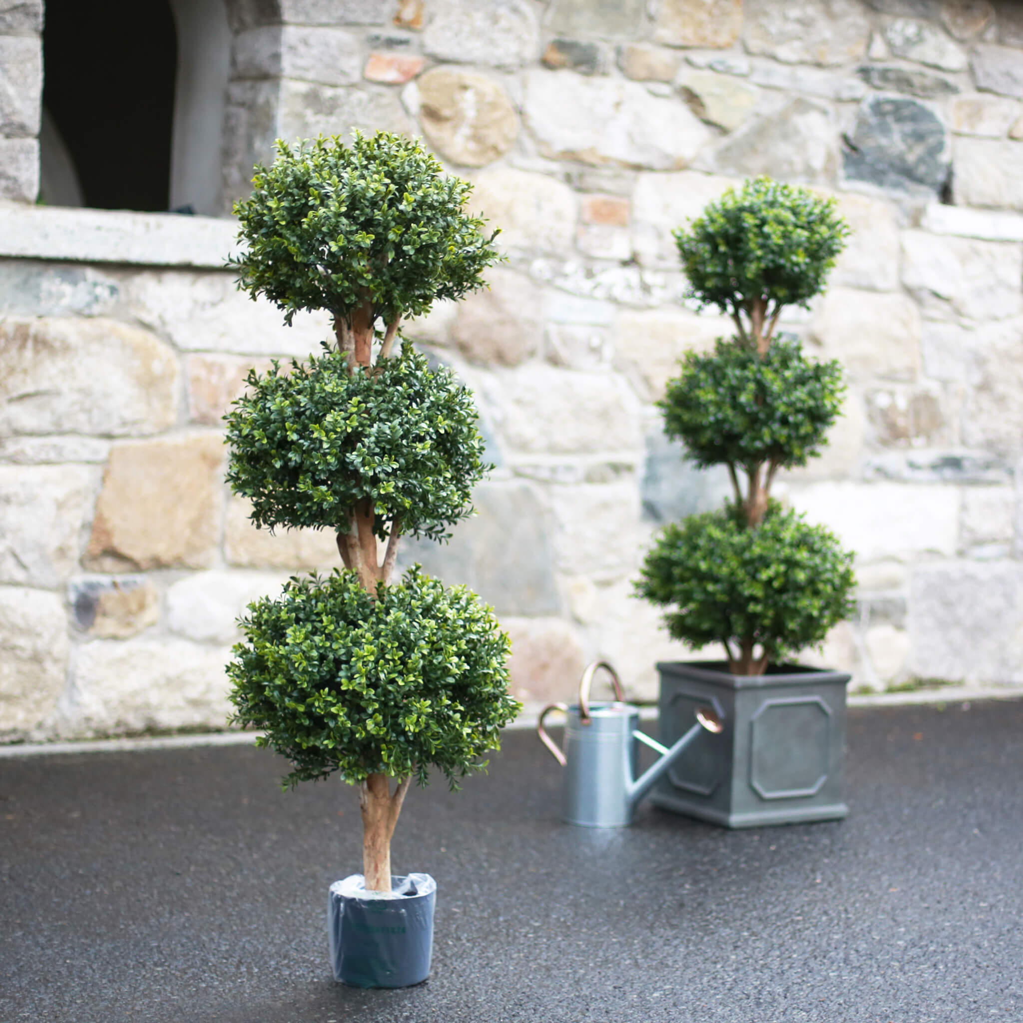 135cm Buxus Triple Ball Tree – The Aviary Floral
